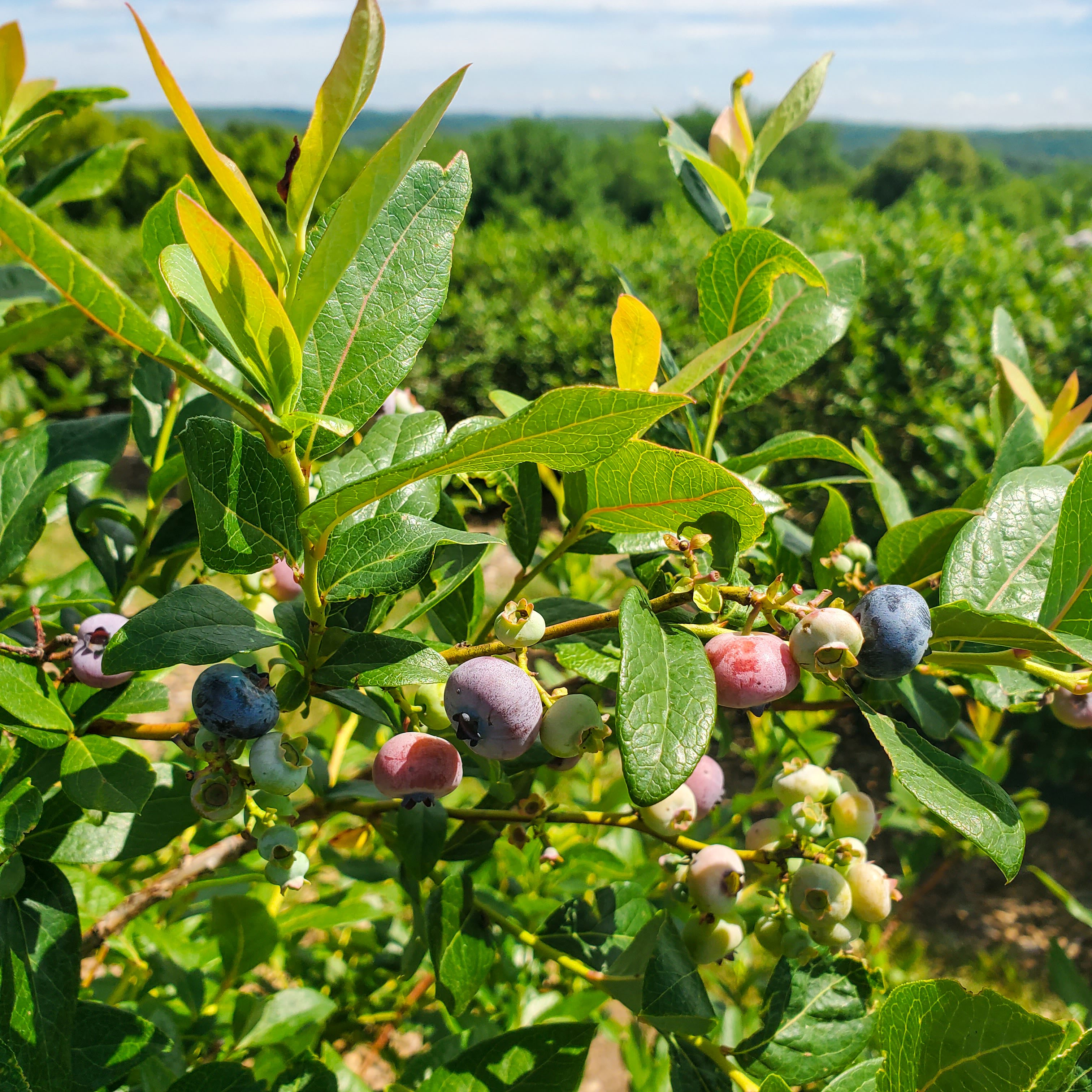 Pick-Your-Own in Pepin & Pierce Counties – Explore with Emily