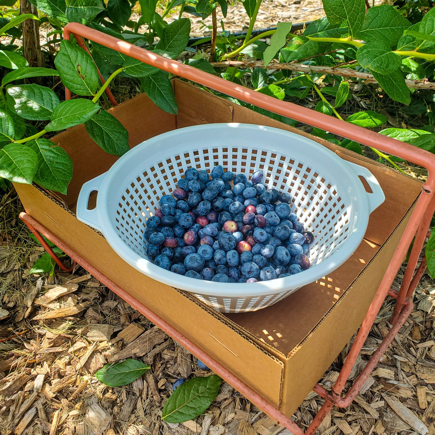 Pick-Your-Own in Pepin & Pierce Counties – Explore with Emily