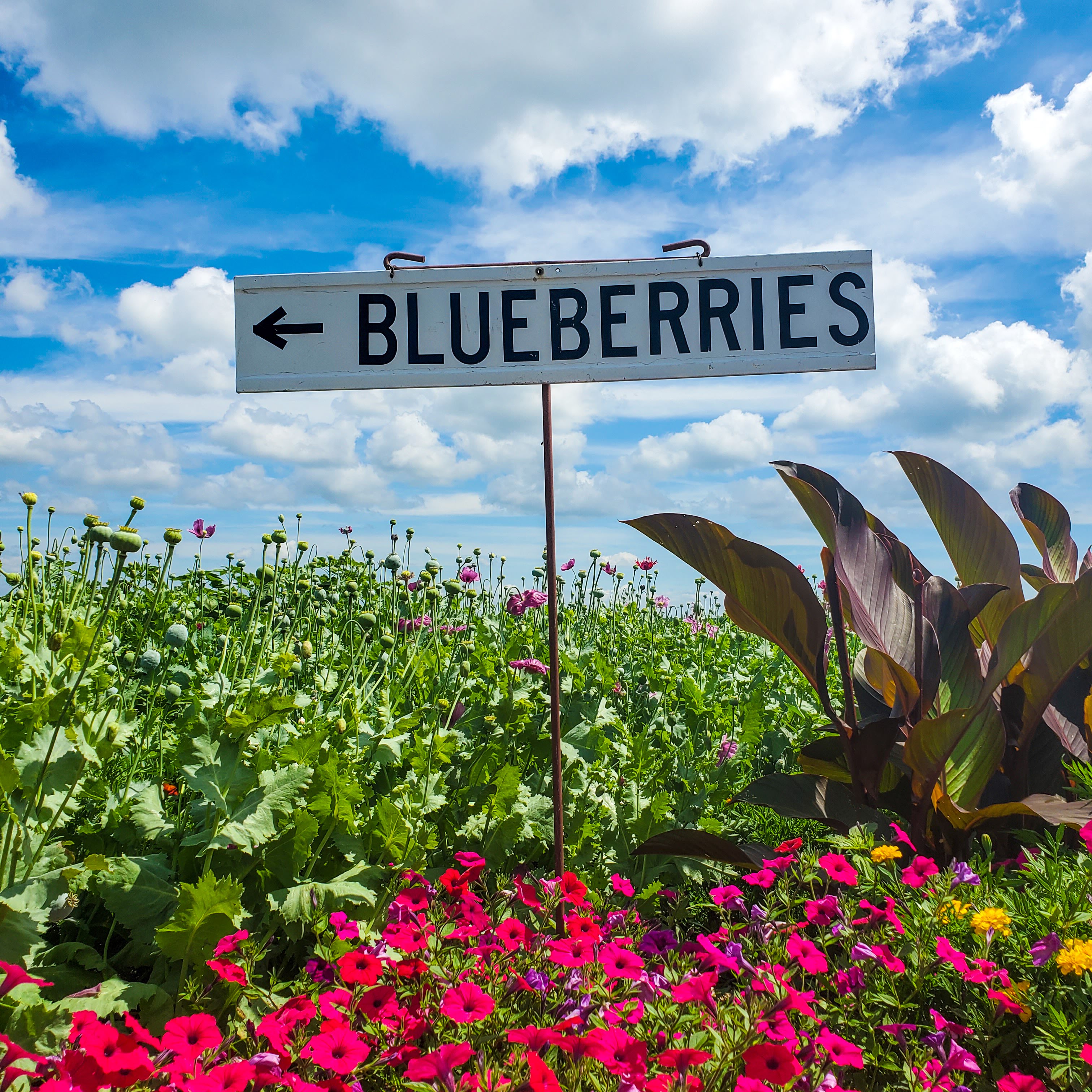 Pick-Your-Own in Pepin & Pierce Counties – Explore with Emily