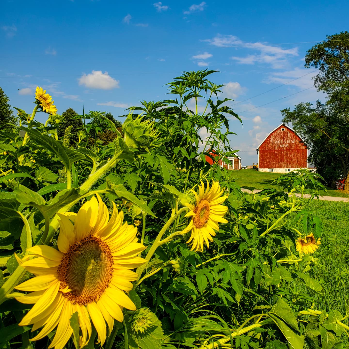Pick-Your-Own in Pepin & Pierce Counties – Explore with Emily