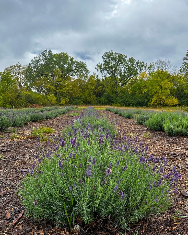 Pick-Your-Own in Pepin & Pierce Counties – Explore with Emily