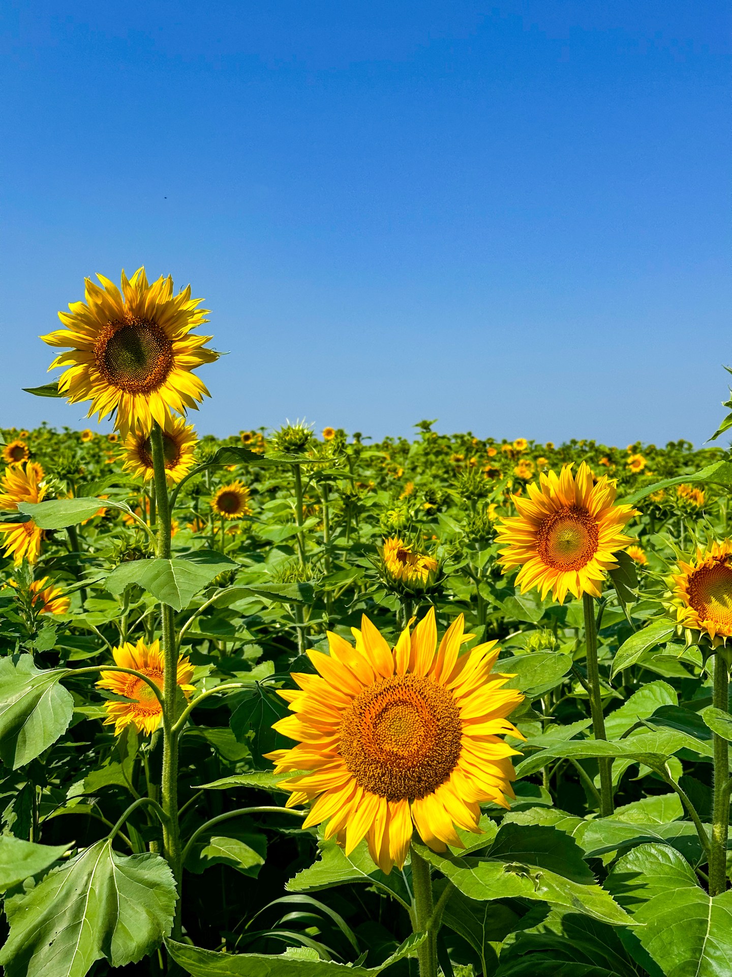 Pick-Your-Own in Pepin & Pierce Counties – Explore with Emily