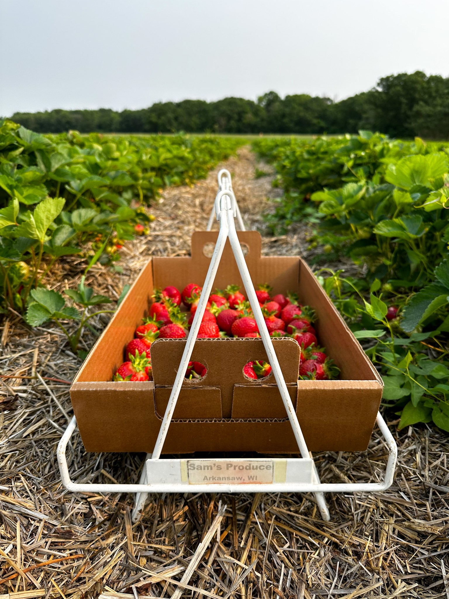 Pick-Your-Own in Pepin & Pierce Counties – Explore with Emily