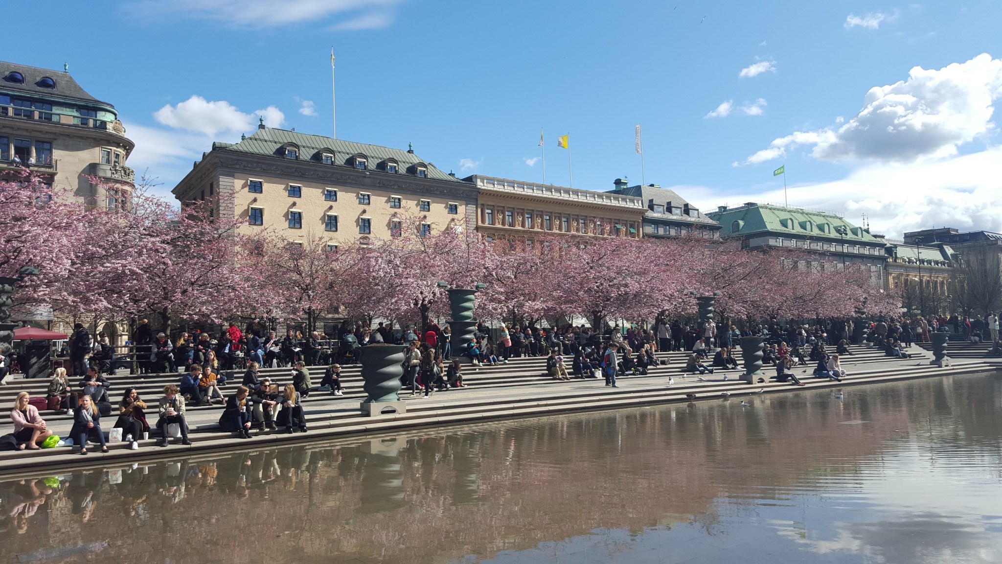Pretty in Pink: Cherry Blossoms in Winona, MN – Explore with Emily